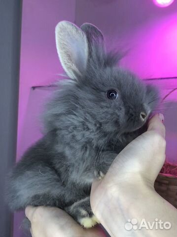 Декоративные крольчата