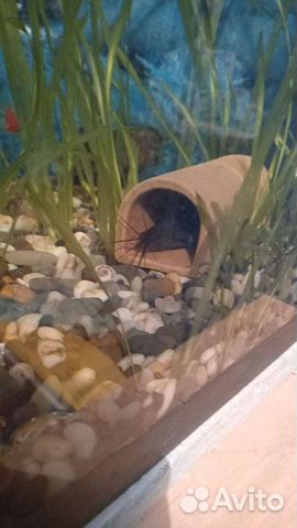 Аквариумные рыбки