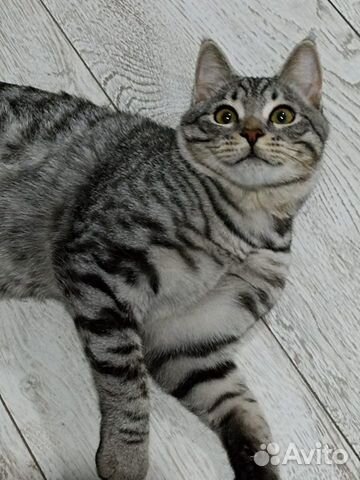 Котенок, полосатое счастье