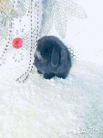 Крольчонок карликовый чп Мини Лоп