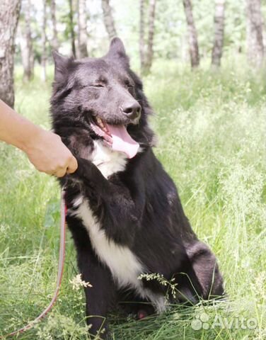 Жалобно скулит и просится в тепло, в дом