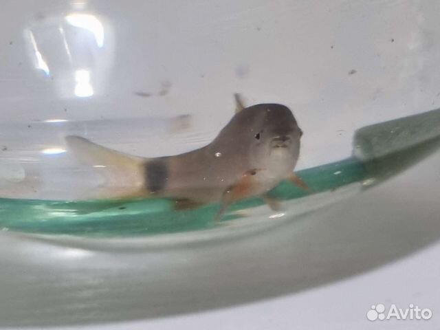 Боция модеста