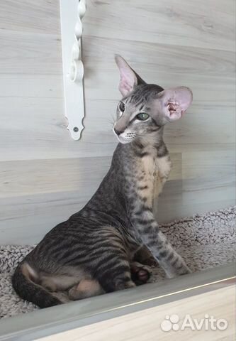 Ориентальный котик