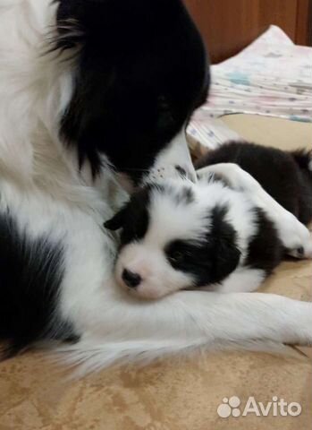Бордер колли к новому году