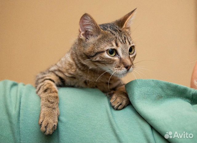 Котенок Рыся в добрые ручки