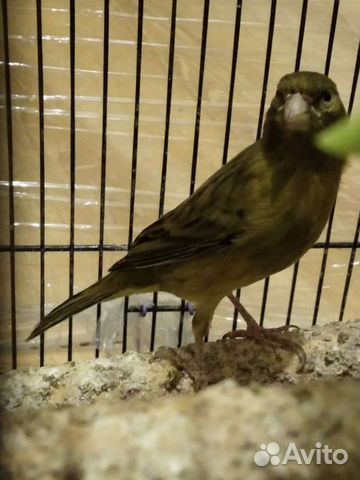 Поющий канарейка 3 годик