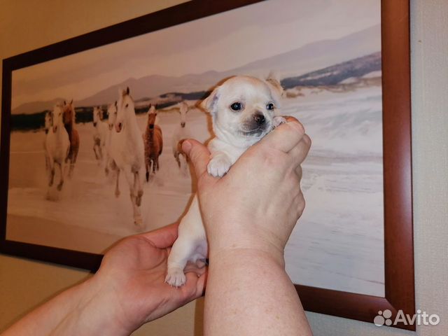 Счастливый комочек