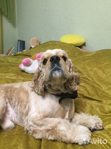 Американский кокер спаниель