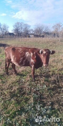 Корова телка