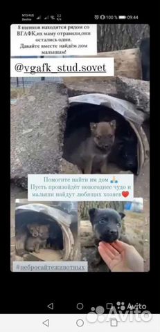 Отдаются в добрые руки щенки 1,5 месяца, находятся