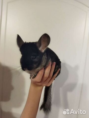 Шиншилла черный бархат девочка