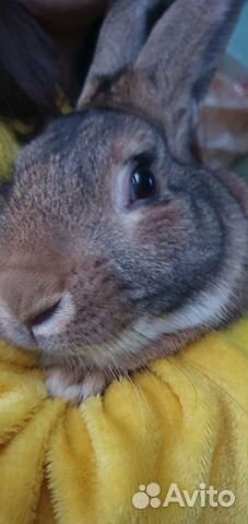 Кролики мясных пород