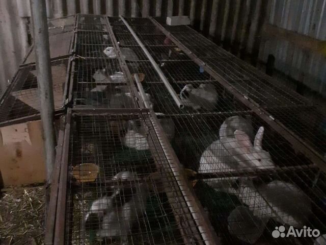 Кролики на завод с клеткой