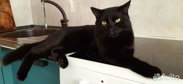 Кот на вязку