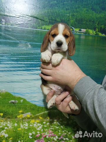 Бигль мальчики и девочки с документами