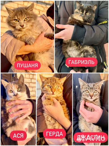 Помогите Котятам Найти Дом