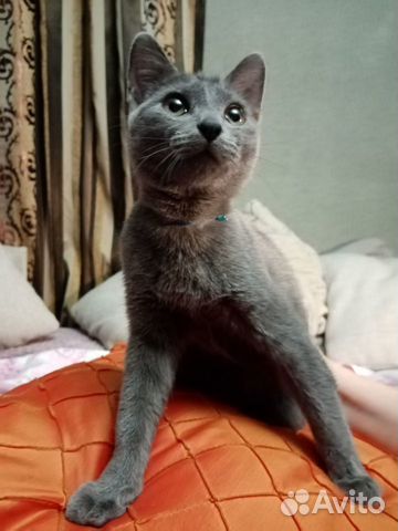 Кот русская голубая