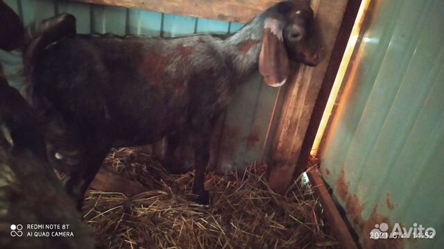 Коза нубийская