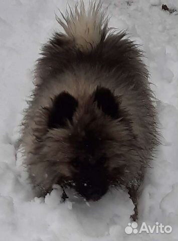 Кеесхонд вольфшпиц