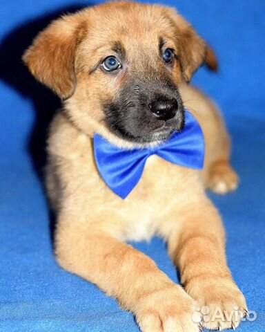 Щенок 1,5мес. (мальчик)