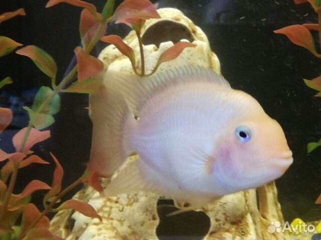 Продам или поменяю Окары альбиносы
