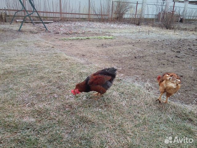 Продаю домашних петухов