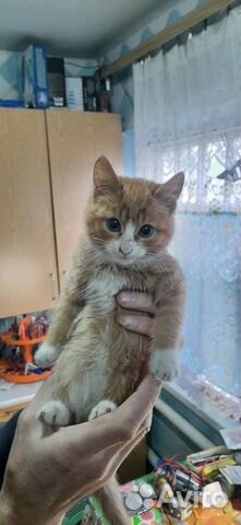 Отдам в хорошие руки котенка, бесплатно