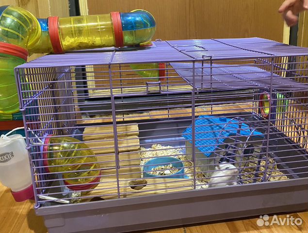 Джунгарские хомячки с клеткой