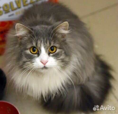 Кошечка в дар