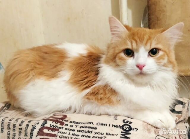 Сибирская порода,котята,подростки