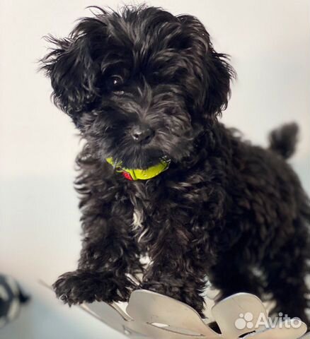 Вязка мальтипу Ф1