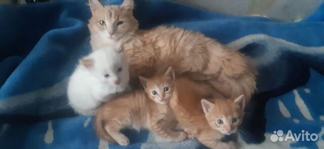 Котята в добрые руки