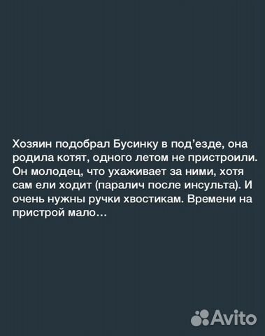 Кошки в добрые ладошки