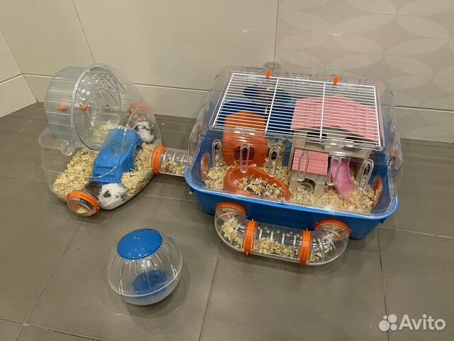 Хомячки-джунгарики в добрые руки