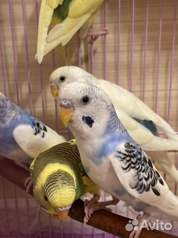 Волнистый попугай