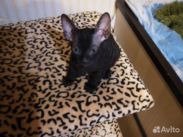 Котик Донской сфинкс