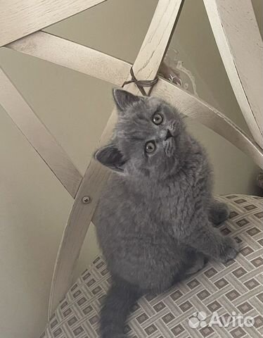 Британский прямоухий котенок
