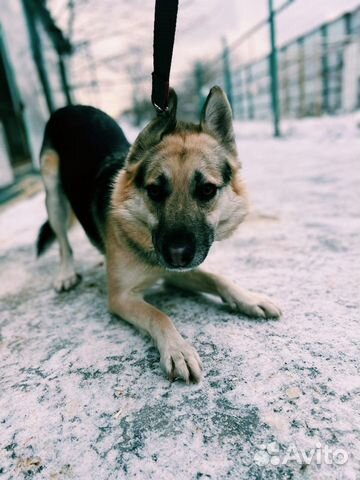 Чудесный пес ищет дом