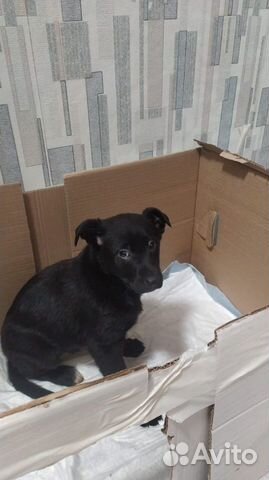 Щеночки в дар