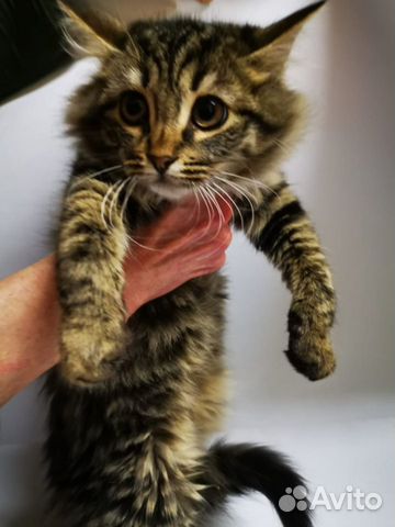 Котеночек в добрые ответственные руки