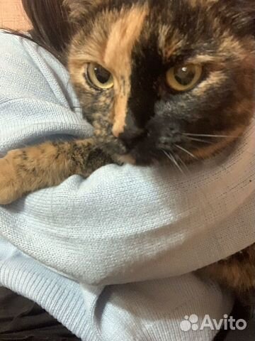 Кошки в добрые руки