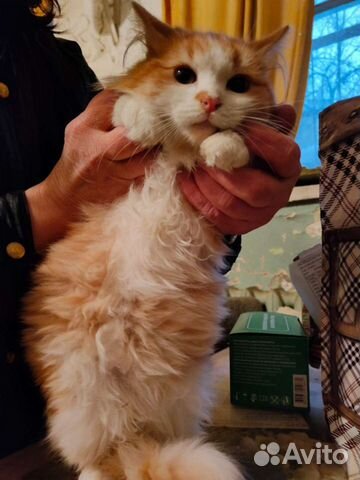 Рыжий котенок в добрые руки