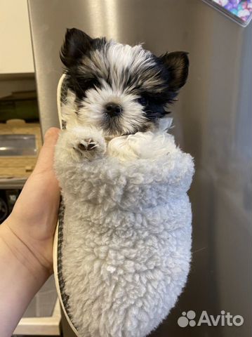 Мини йорочка