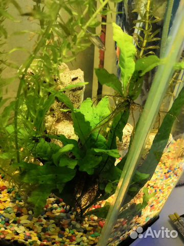 Таиландский папоротник, элодея. Растения в аквариу