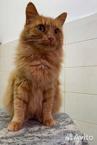 Вася - Василиса