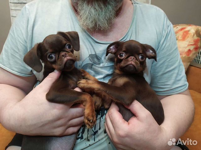 Пти брабансоны шоколадно подпалые