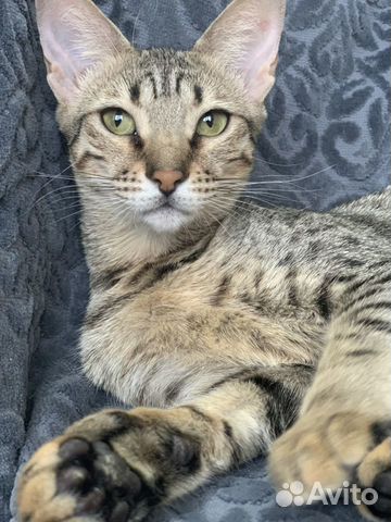 Кошечка саванна
