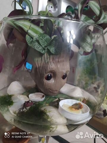 Краб вампир