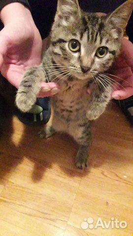 Котик бесплатно в добрые руки. Ему 2 месяца. Добры