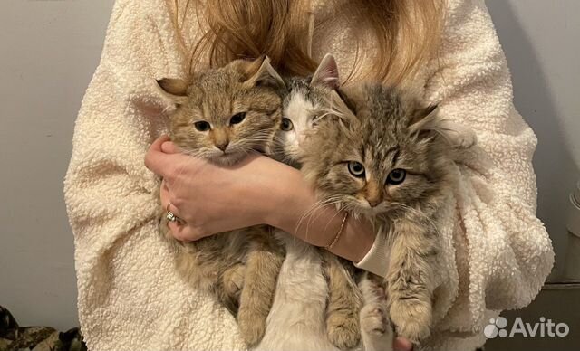 Котята в добрые руки даром